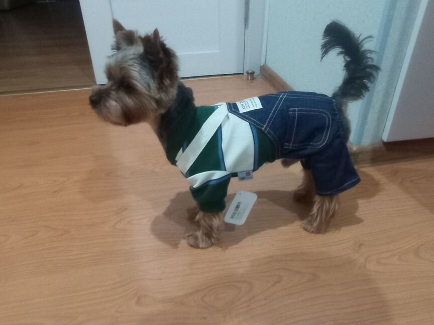 Йоркширский терьер вязка мальчик