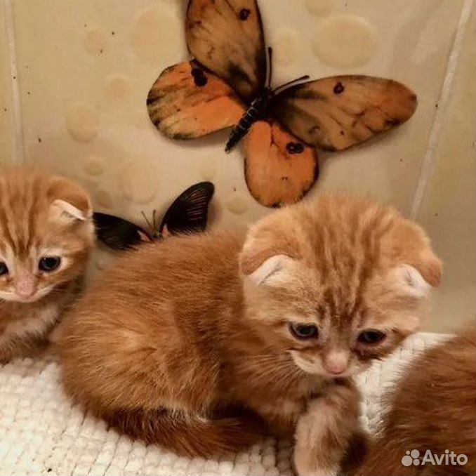 Котенок красный мрамор