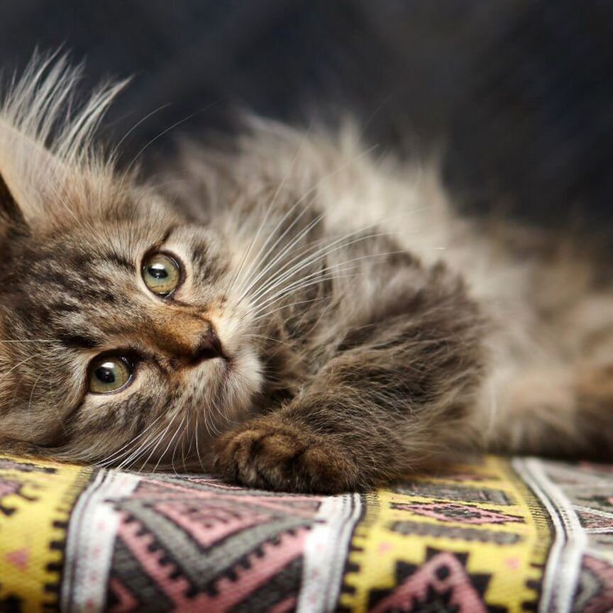 Котёнок сибиряк в добрые руки