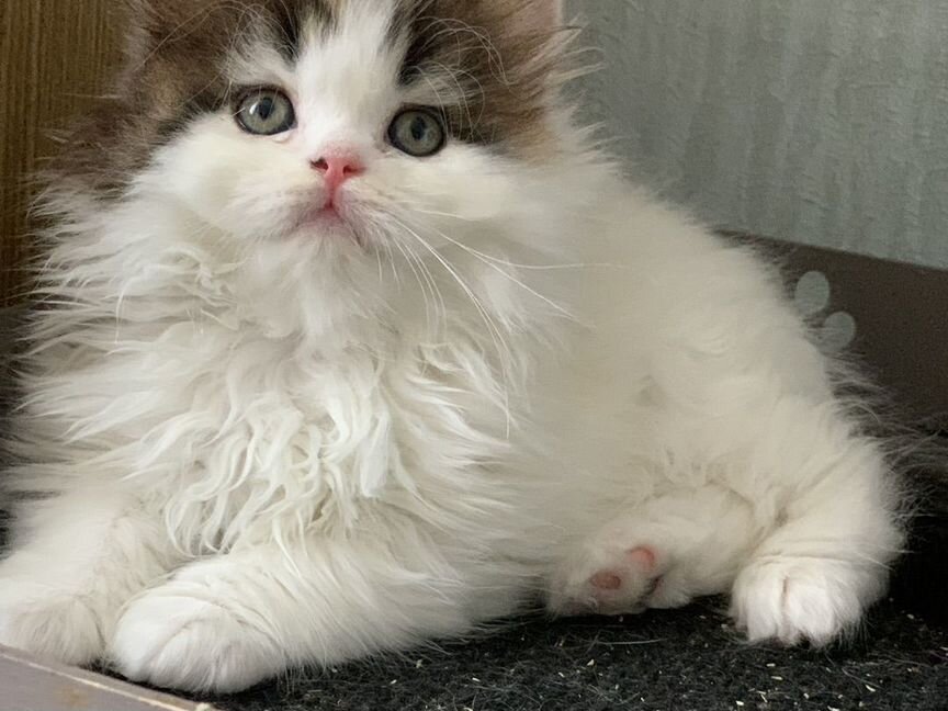 Шикарный мальчик