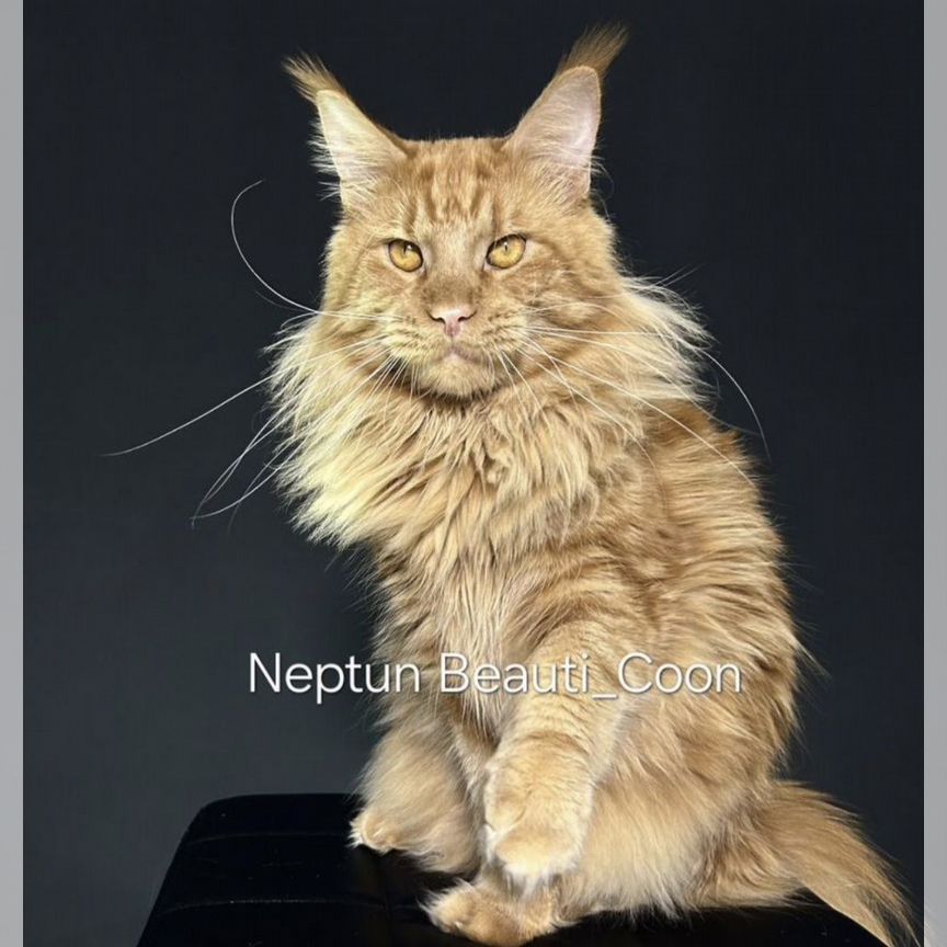 Мейн-кун, взрослый кот