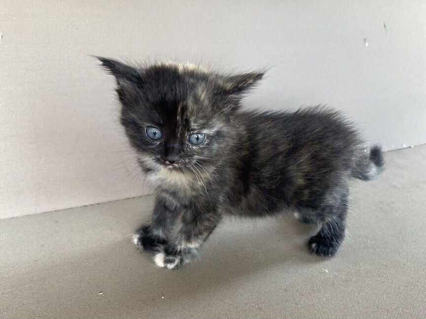 Котята