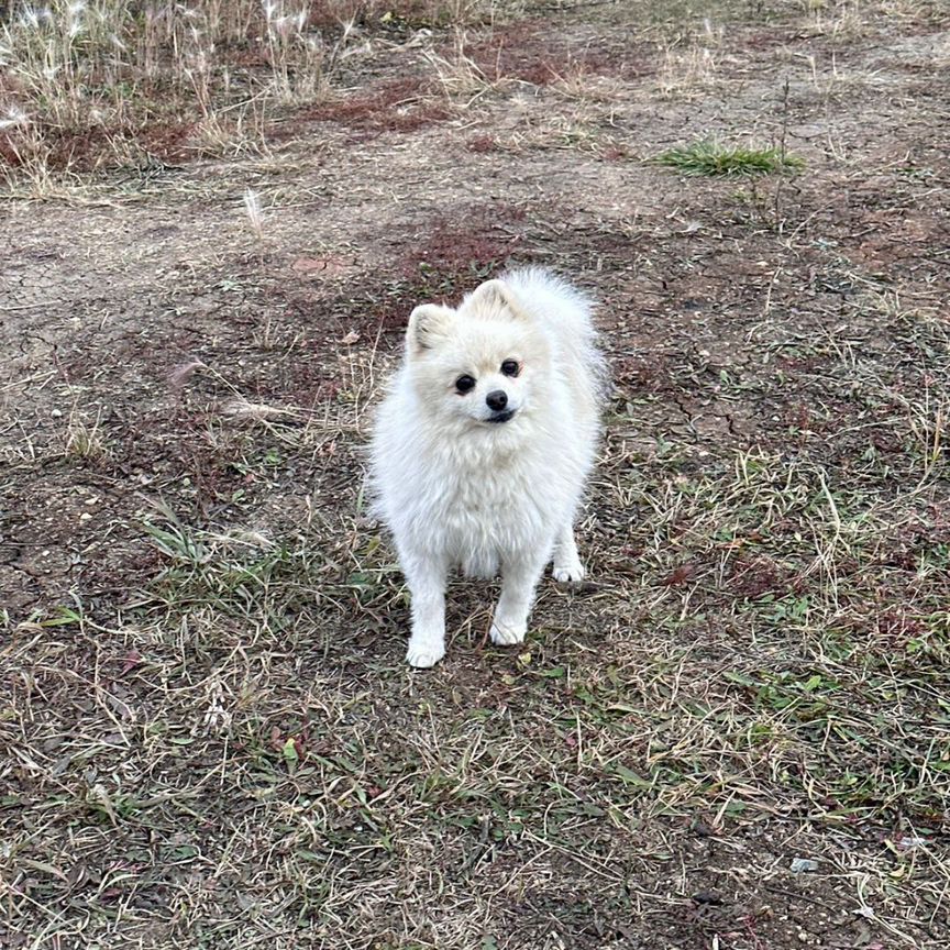 Шпиц девочка