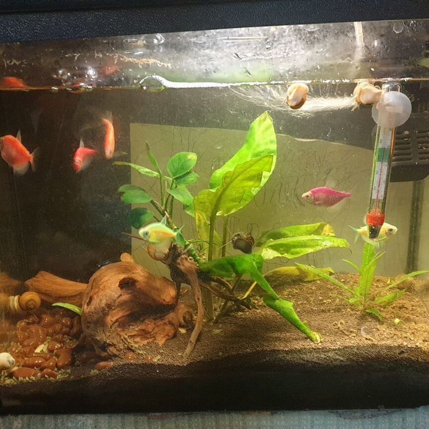 Аквариум со всем содержимым 15 л