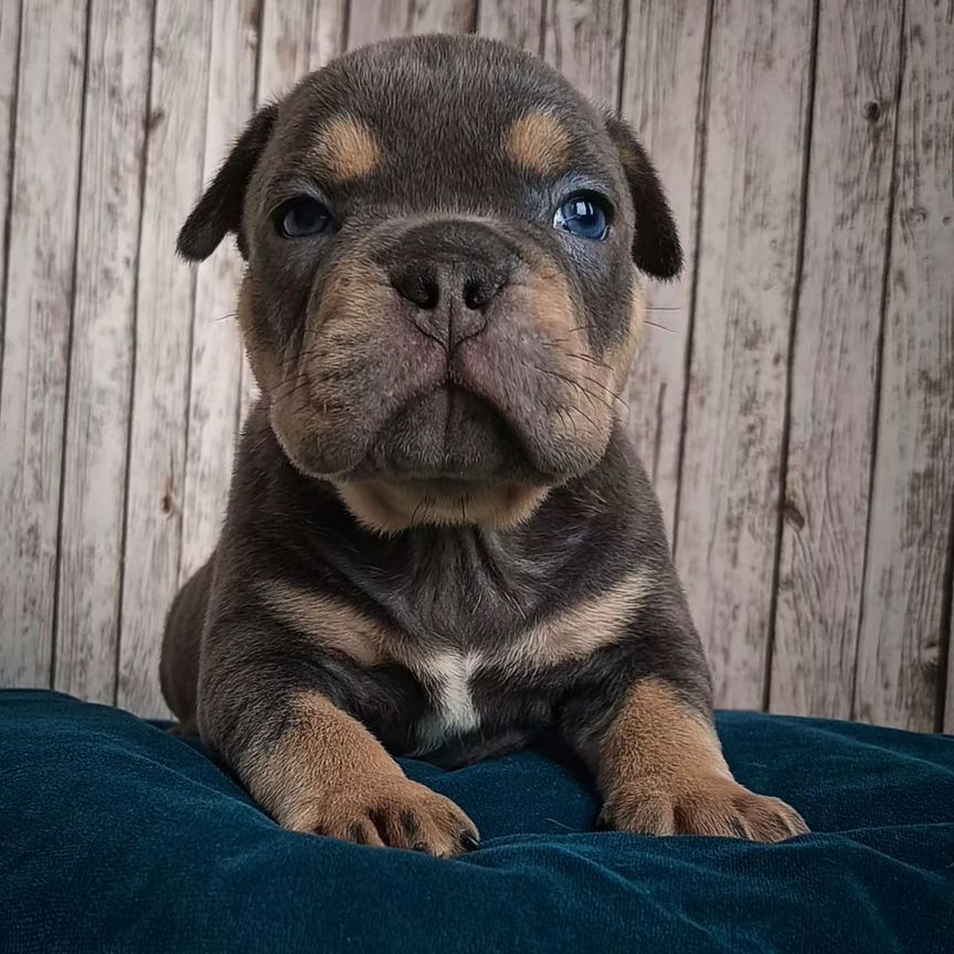 Американский булли покет