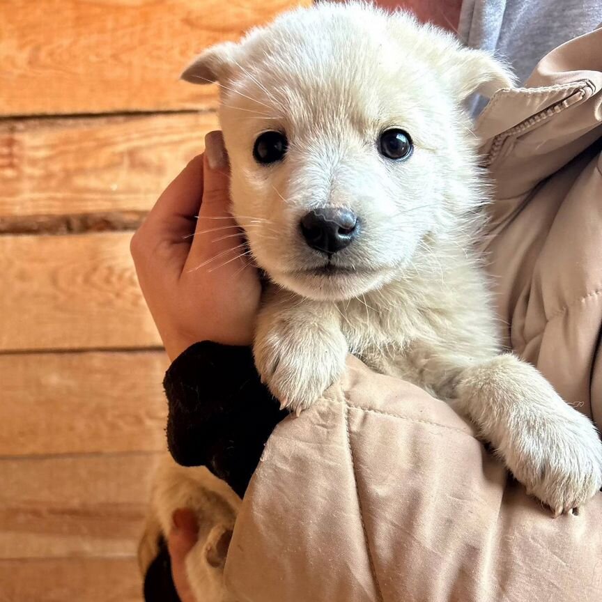 Щенок в добрые руки