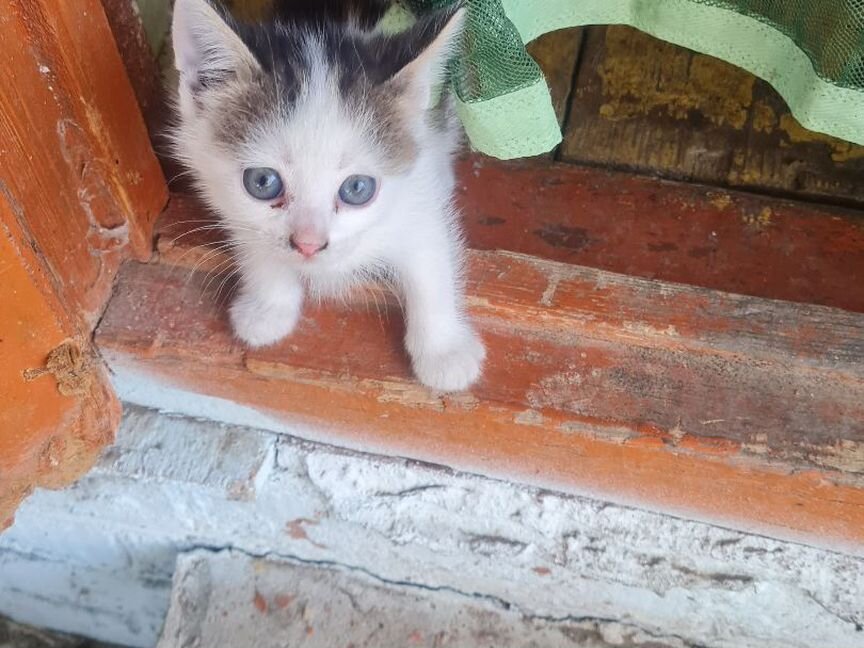 Котята