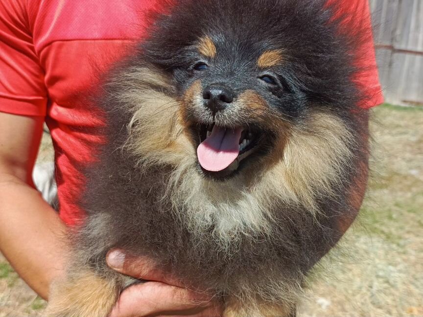 Щенок шпиц в медвежьем типе