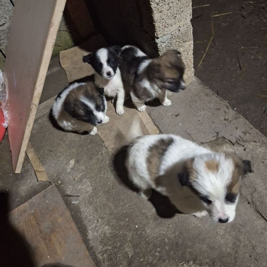 Кутята в добрые руки