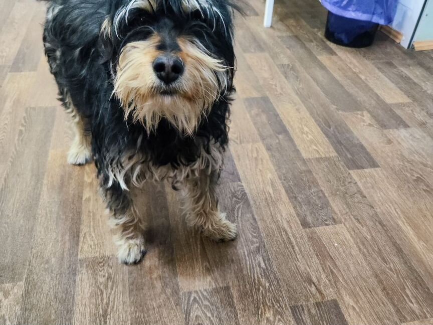 Собака ищет дом