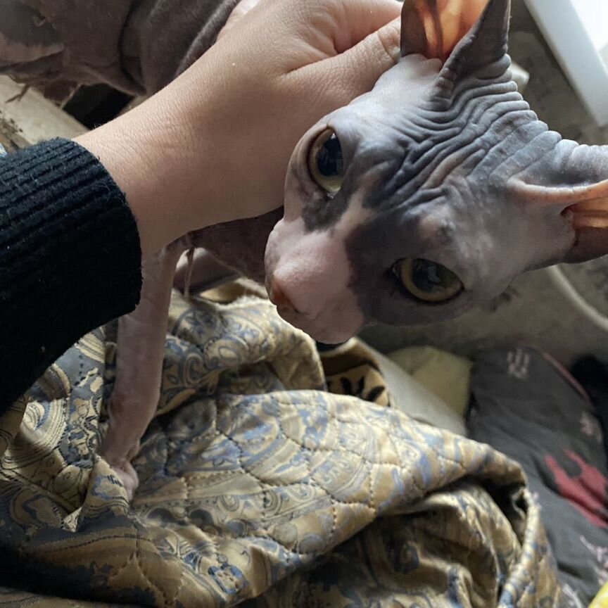 Кошка сфинкс