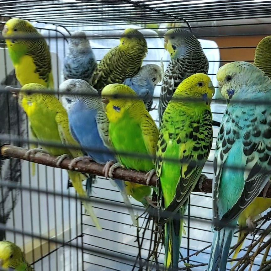 Волнистый попугай