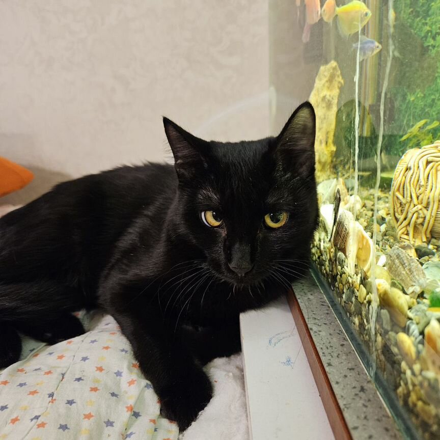 Кошка Уля