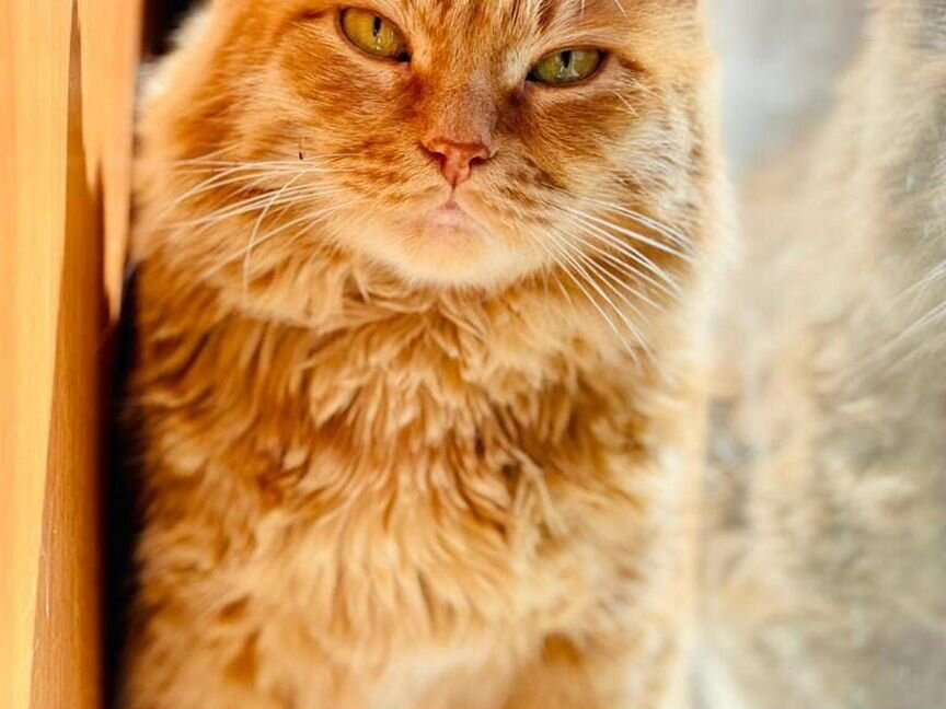 Рыжий котик с необычным хвостом