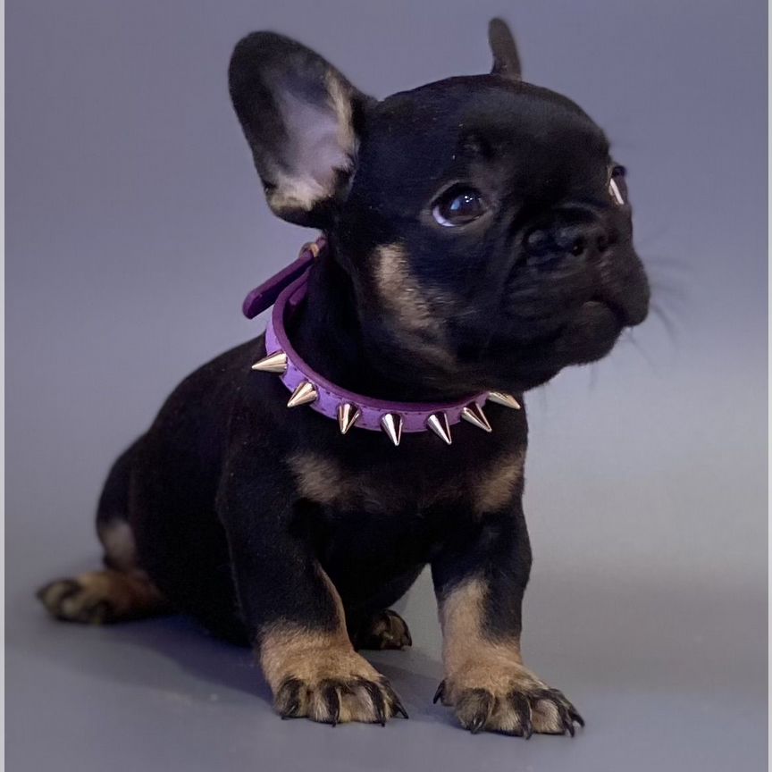 Французский бульдог, щенок