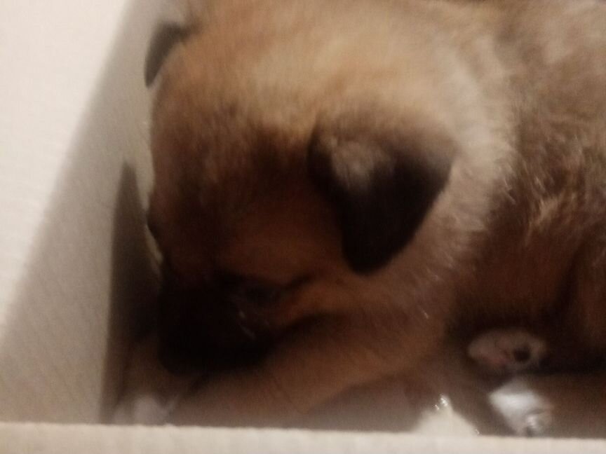 Отдадим щенка в добрые руки