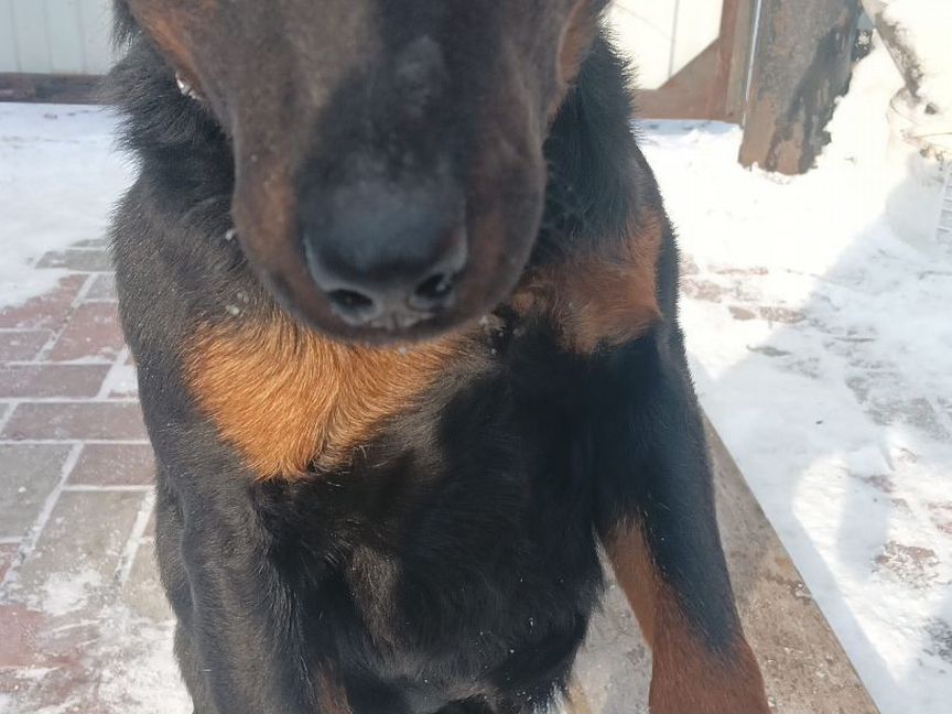 Немецкий ягдтерьер (Вязка)