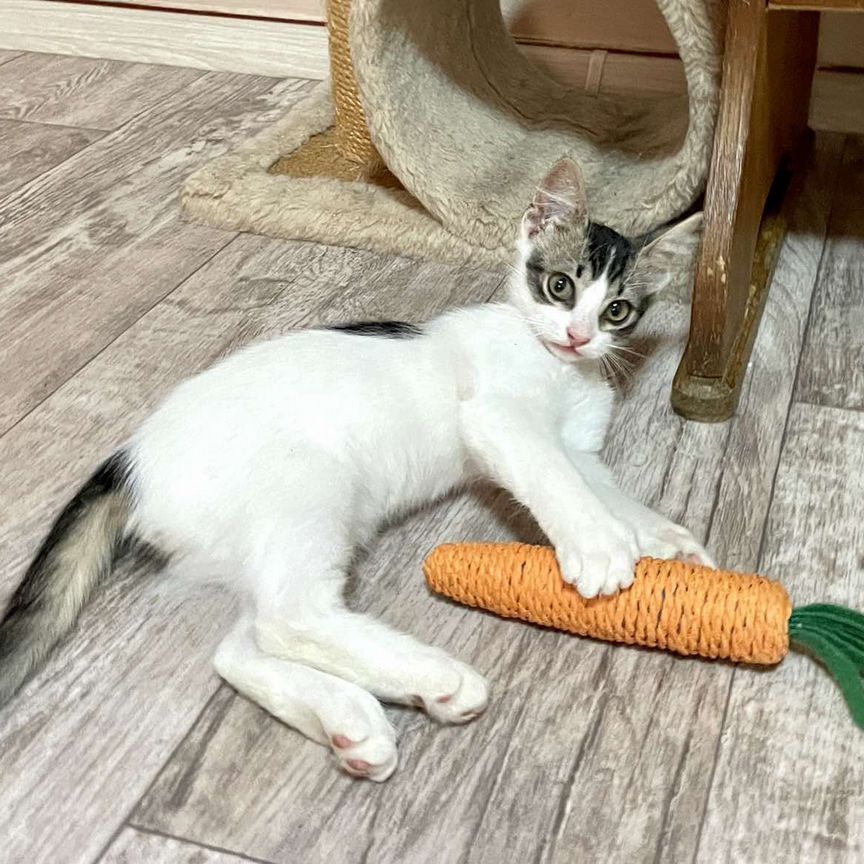 Котенок Горошек в самые добрые руки