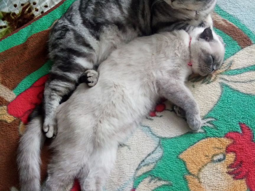 Будущие Котята шотландские
