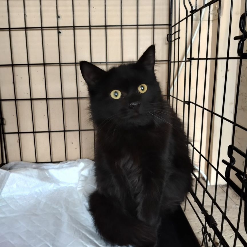 Кошка стерилизованная в добрые руки