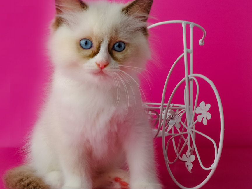 Рэгдолл (ragdoll) девочка от питомника