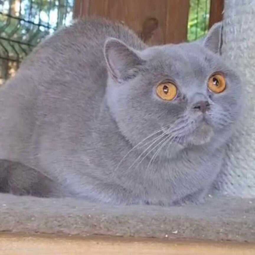 Британская короткошёрстная кошка, взрослая