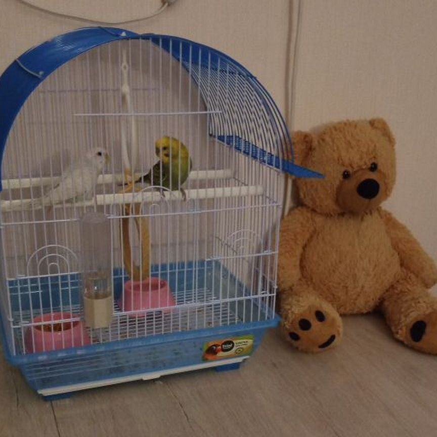 Волнистый попугай