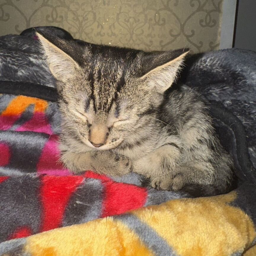 Котята в добрые и надёжные руки