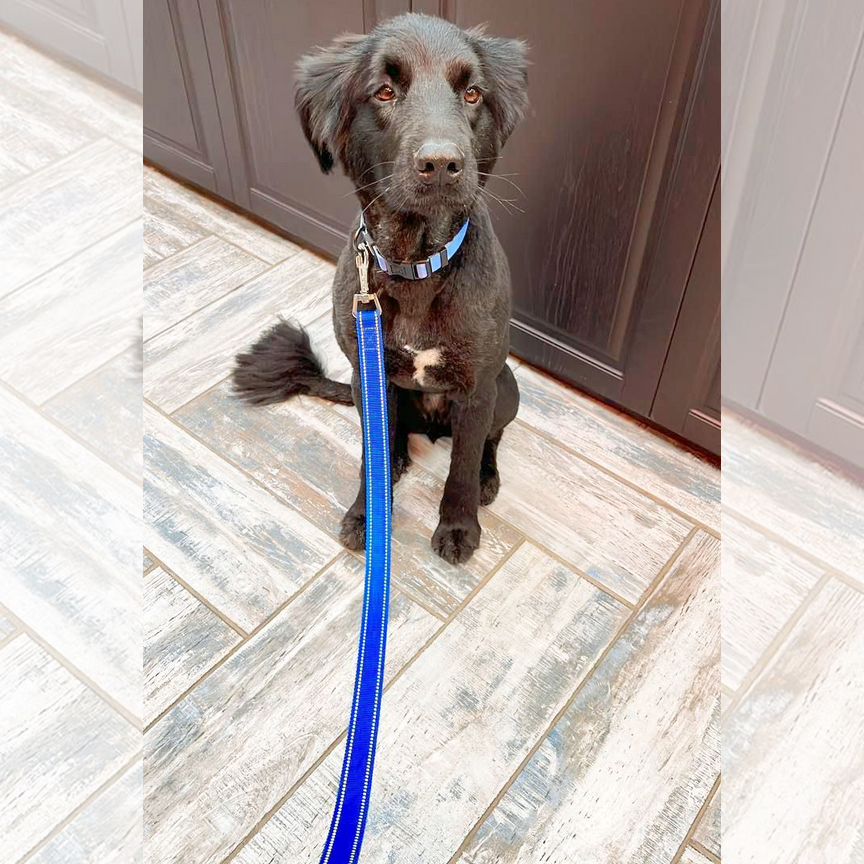 Фрида ищет самых лучших хозяев