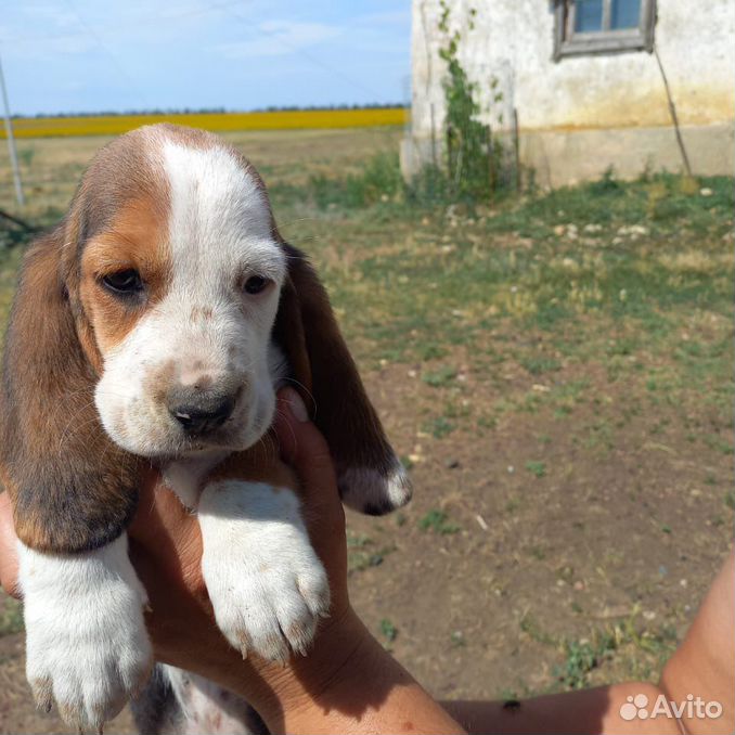 Бассет хаунд
