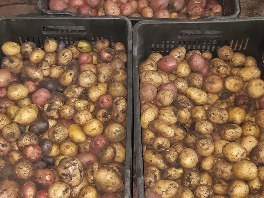 Картофель мелочь