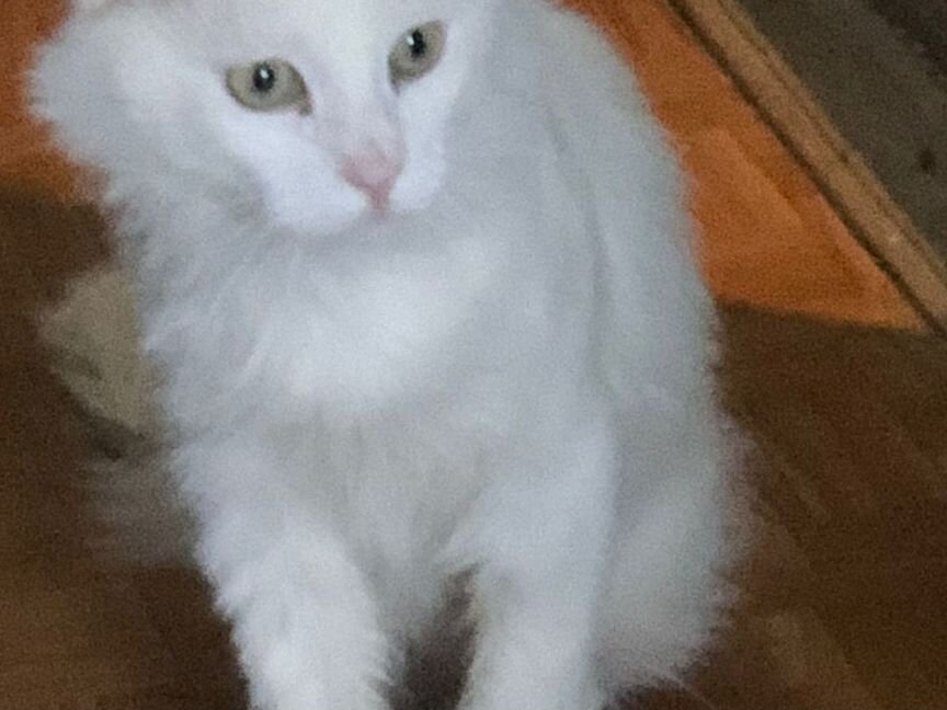Кот без лапки