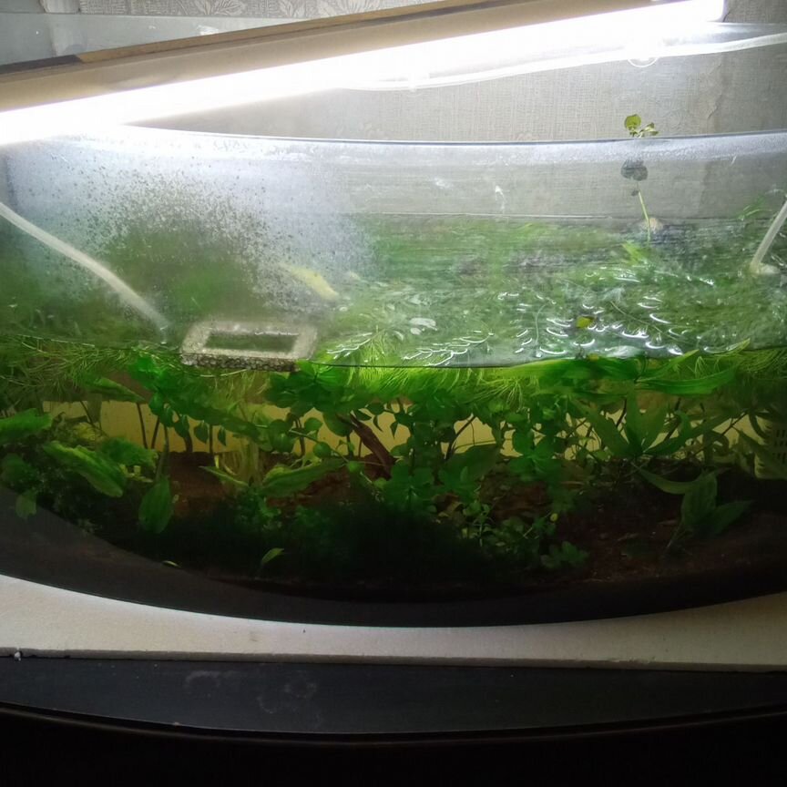 Аквариум и растения