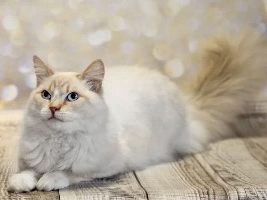 Тайский кот в добрые руки