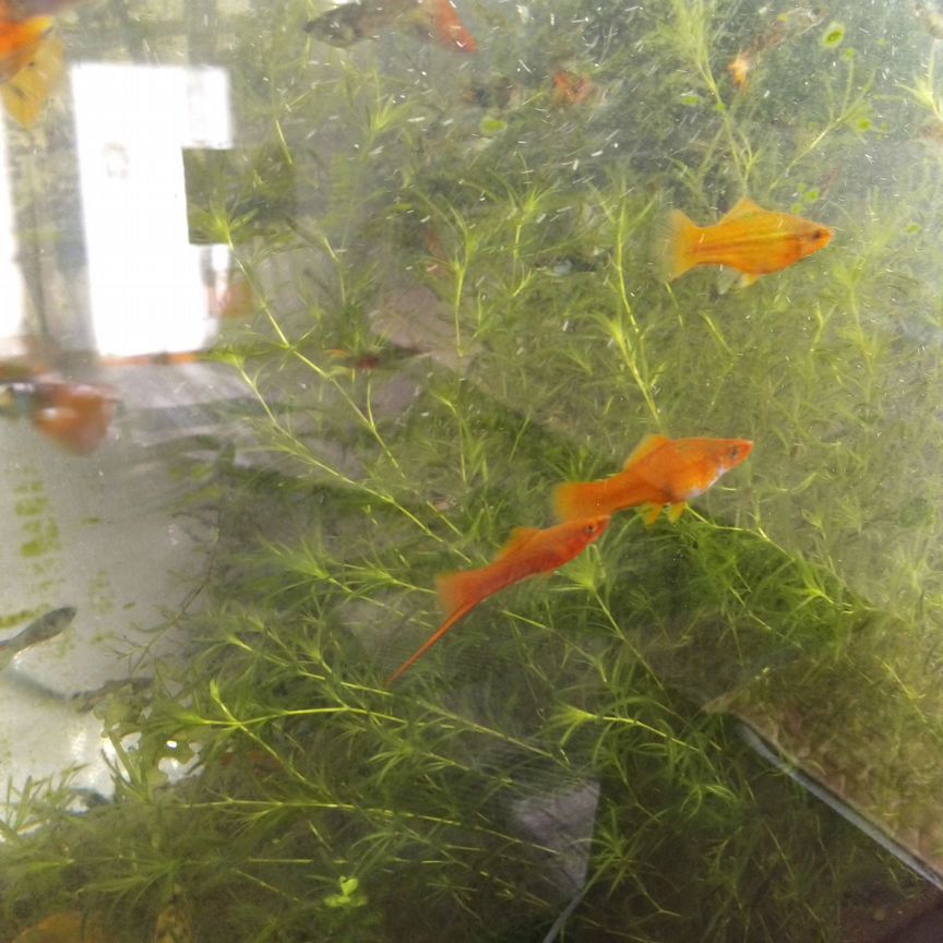 Аквариумные растения