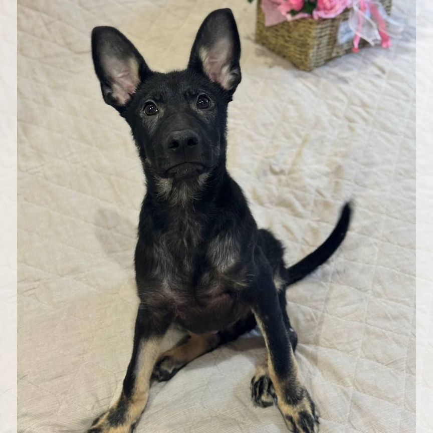 Немецкая овчарка, щенок