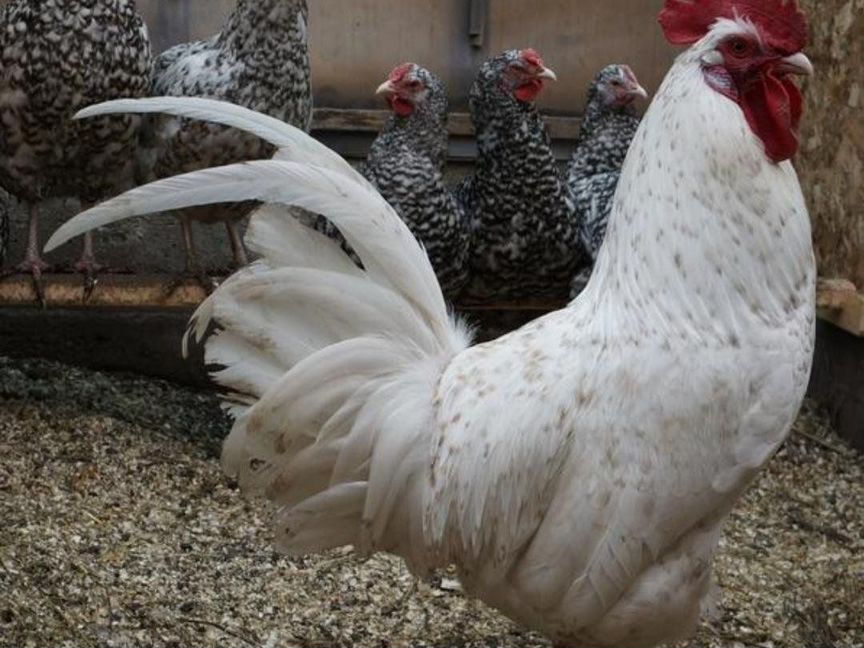 Петух пушкинский