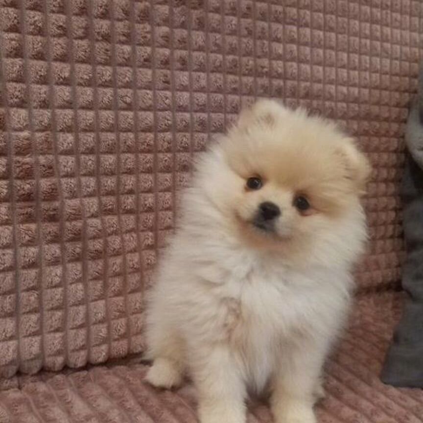 Померанский шпиц