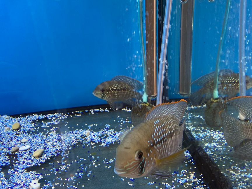 Пара акар бирюзовых взрослые