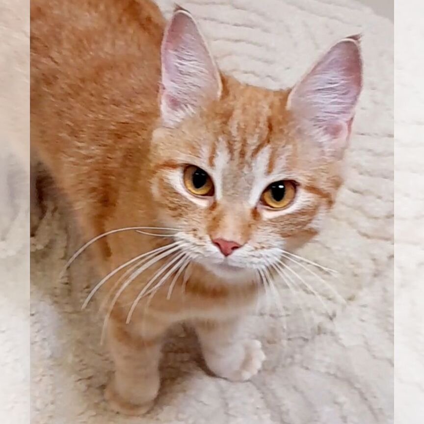 Котёнок от частного владельца