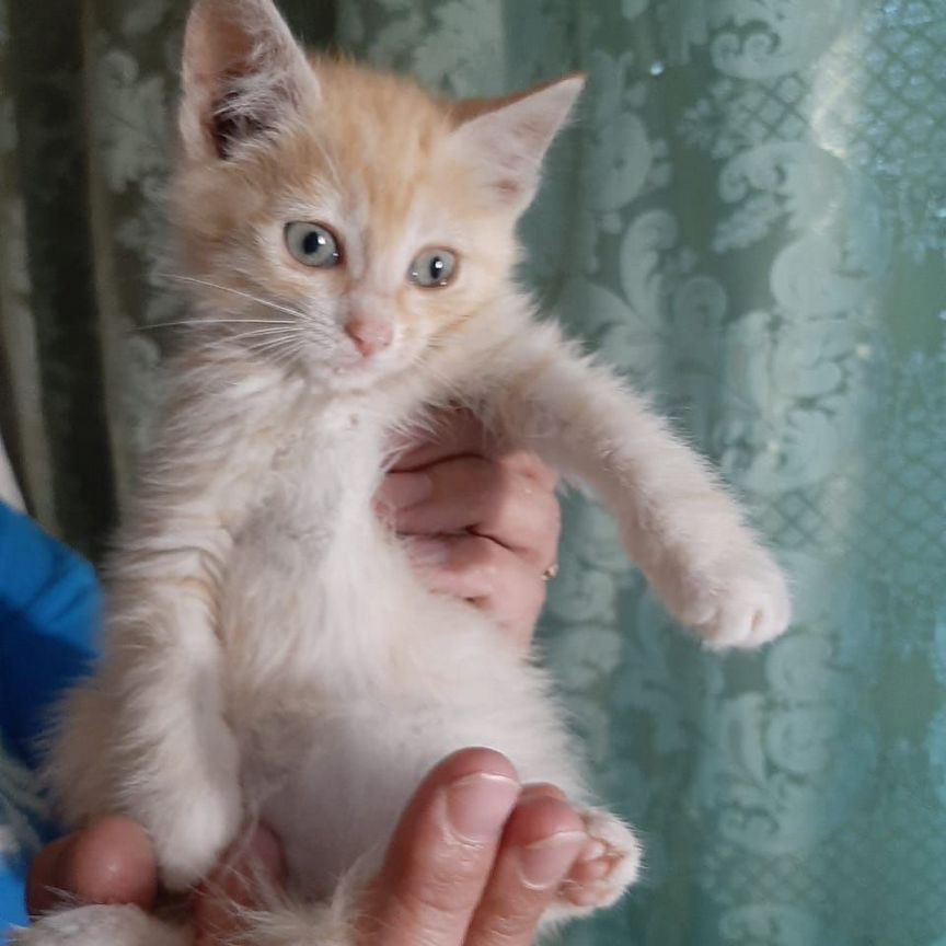 Котенок