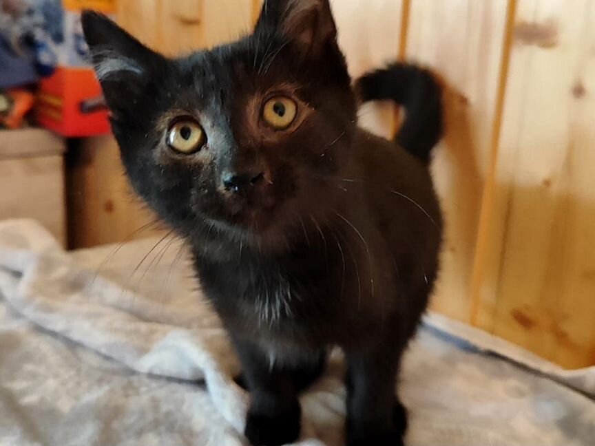 Котенок девочка в добрые руки