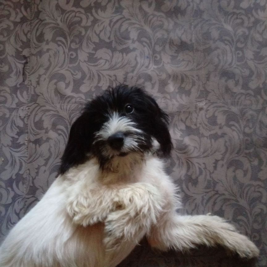 Отдам собаку в добрые руки