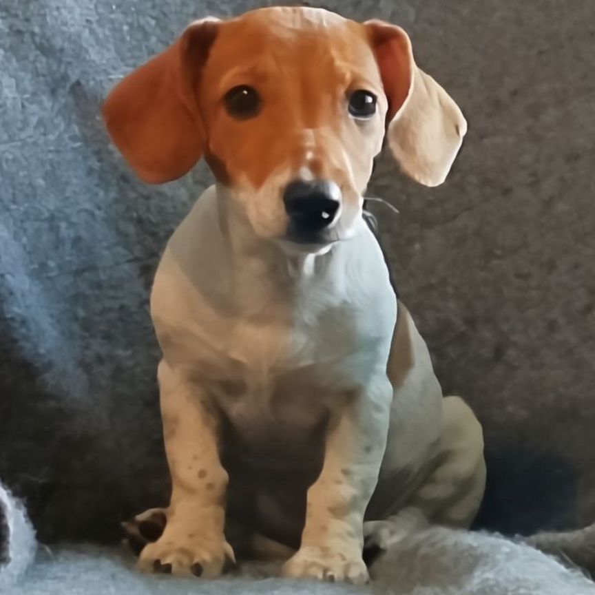 Джек-рассел-терьер, щенок