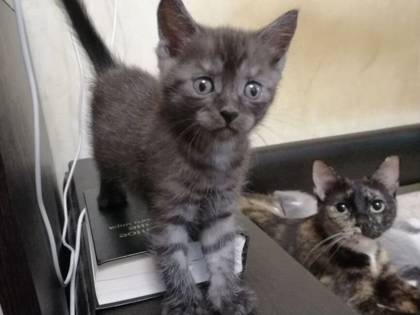 Котята в добрые руки 1 месяц