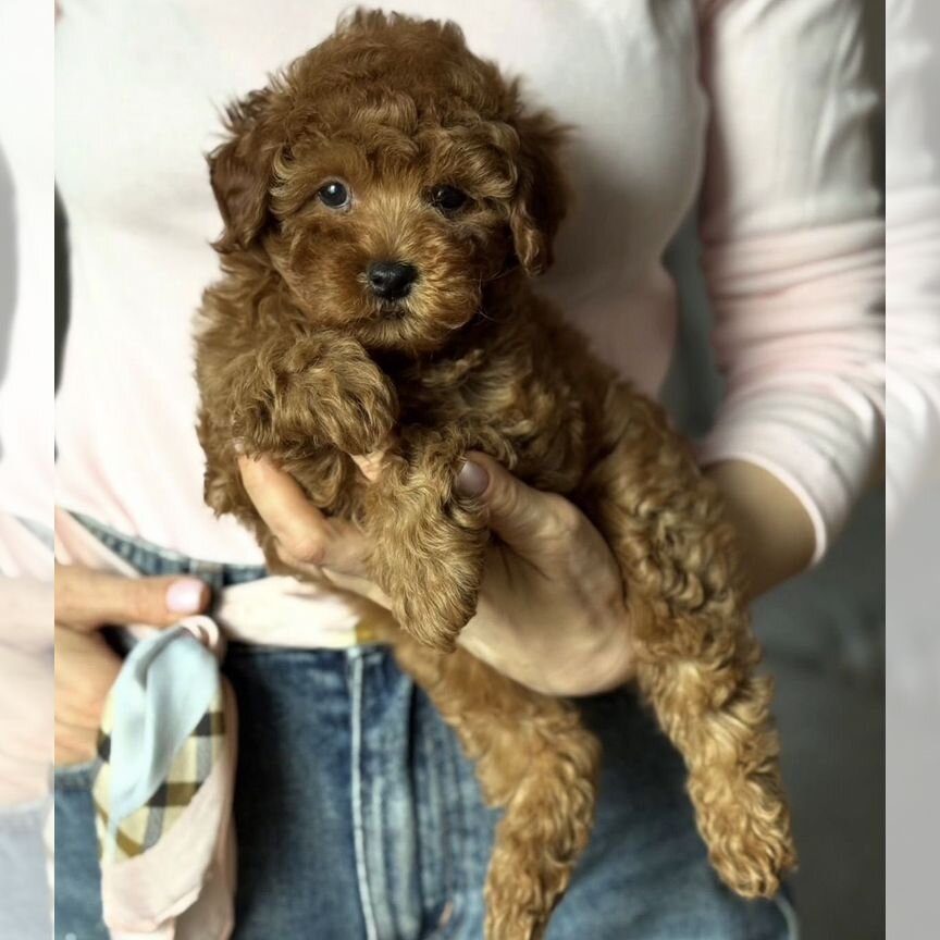 Той-пудель, щенок