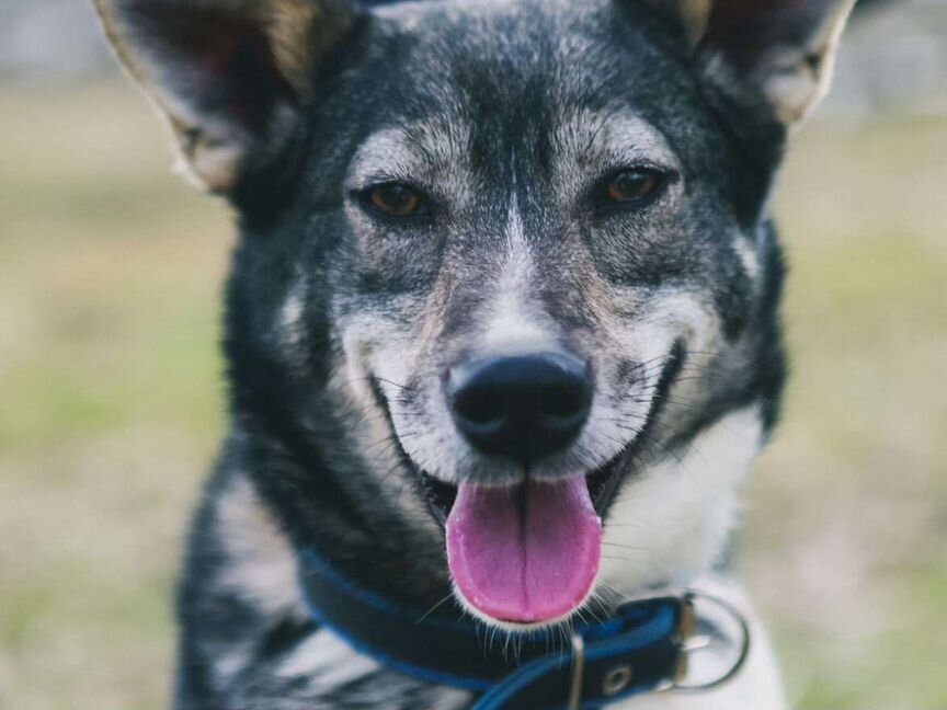 Габи ищет семью