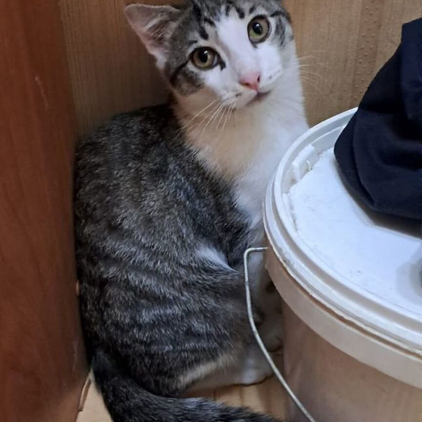 Котик