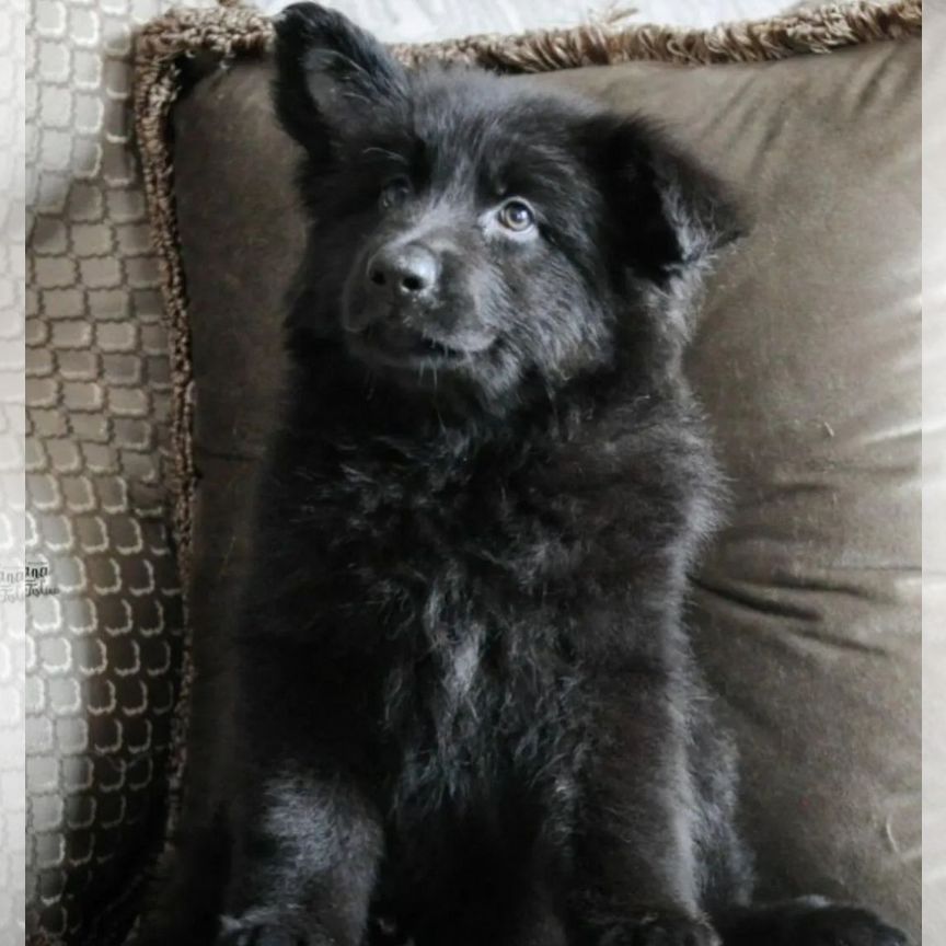 Немецкая овчарка, щенок