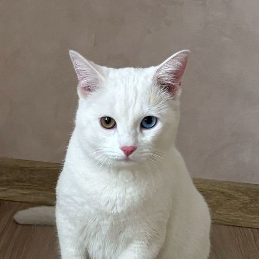 Юный разноглазый нежный парень